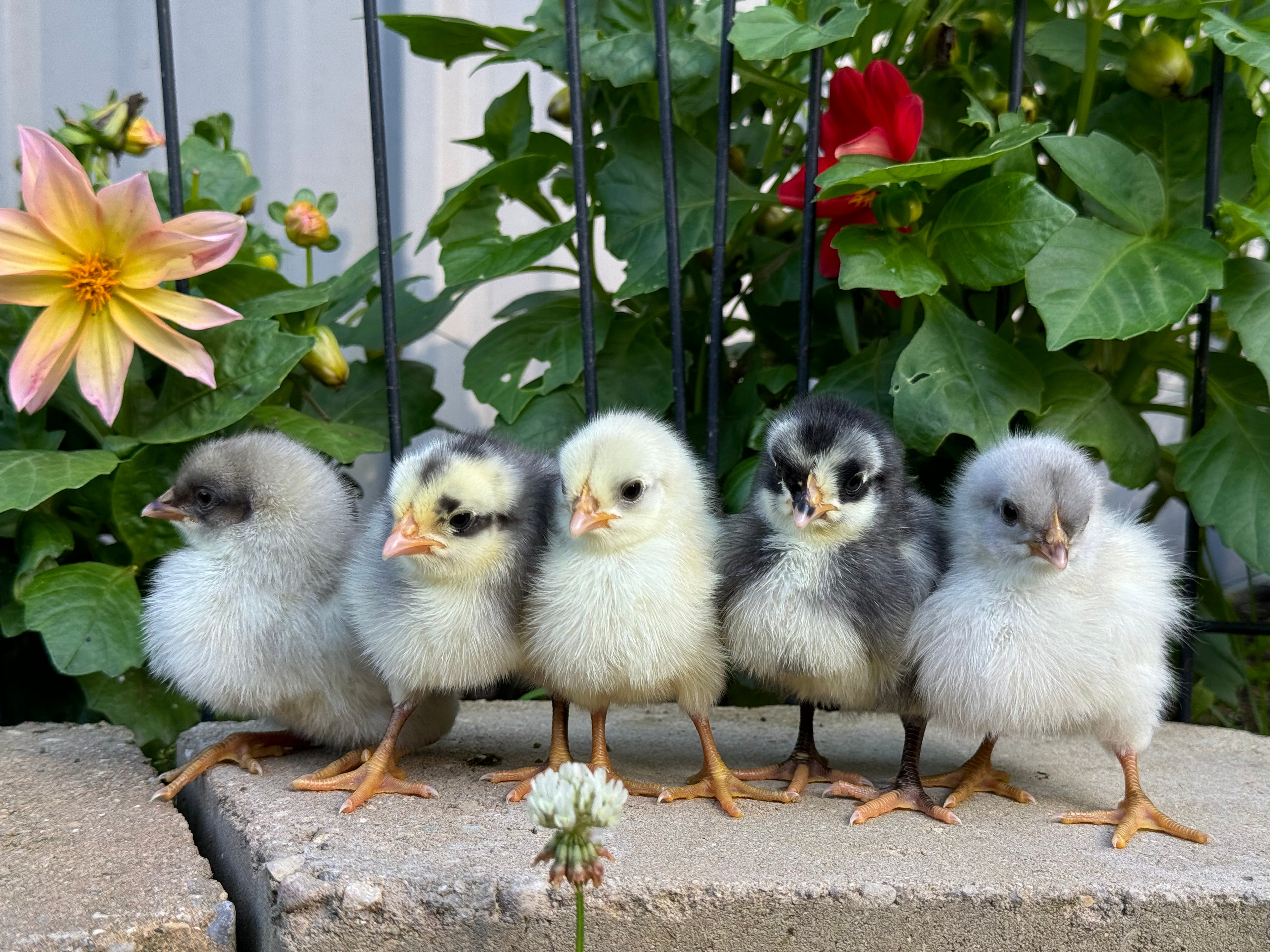 Chicks – Simply Feathered Acres
